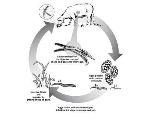 Sustainable Parasite Control For Sheep And Goats Mississippi State