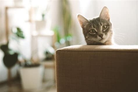 Un hermoso gato gris se sienta cómodamente en el sofá y mira a la