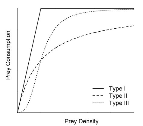 theoretical functional response holling 1959 of predator consumption download scientific