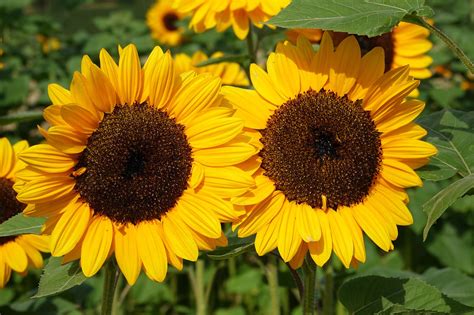 Tournesol Fleurs Plantes Photo Gratuite Sur Pixabay Pixabay