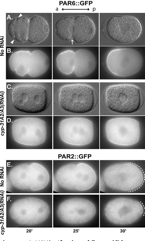 Figure 1 From Two Cytochrome P450s In Caenorhabditis Elegans Are