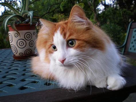 Toda La Informaci N Del Gato Angora Turco Caracter Sticas Cuidados Y