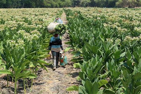 Jawa Timur Menjadi Penerima Dana Bagi Hasil Cukai Hasil Tembakau