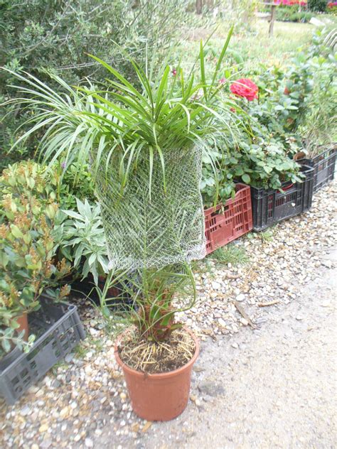 Fotos De Phoenix Roebelenii Palmera Enana Datilera Pigmea Datilera
