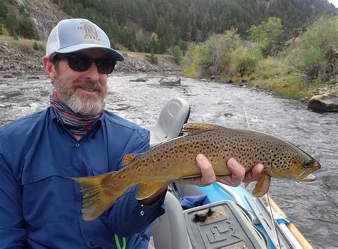 Zombie Trout Page 2 Of 2 Gray S Sporting Journal