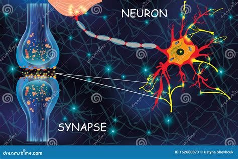 Anatomy Neyron Cells Transmission Signal Of Impulse In A Living