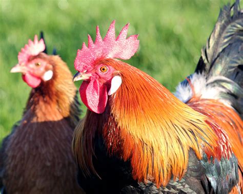 Gauloise dorée la Ferme de Beaumont Les poules demi naines
