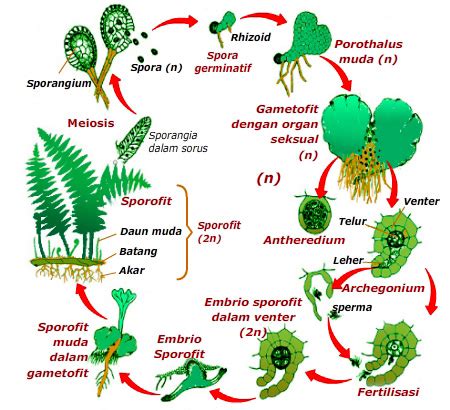 Metagenesis Tumbuhan Paku Beserta Skema Metagenesis Paku Anto Tunggal