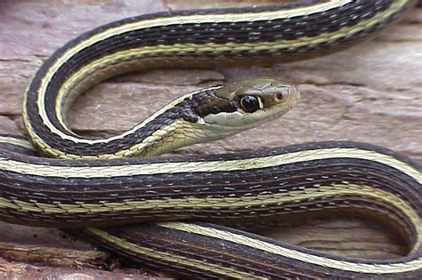 Eastern Ribbon Snake