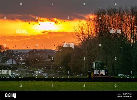 Les Mouettes Suivent Les Tracteurs Banque De Photographies Et Dimages