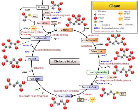 Ciclo De Krebs Wikipedia La Enciclopedia Libre