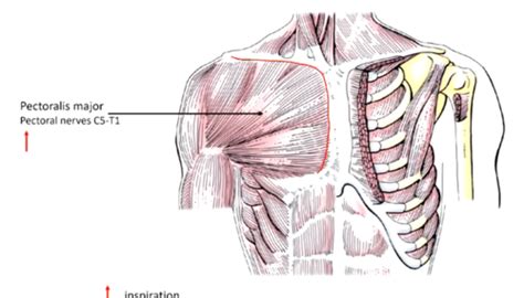Anatomy Of The Thorax Flashcards Quizlet