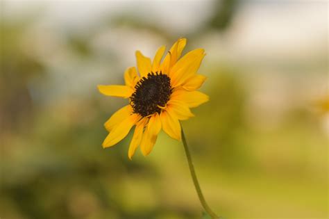 Solros Anläggningen Gul Gratis foto på Pixabay Pixabay