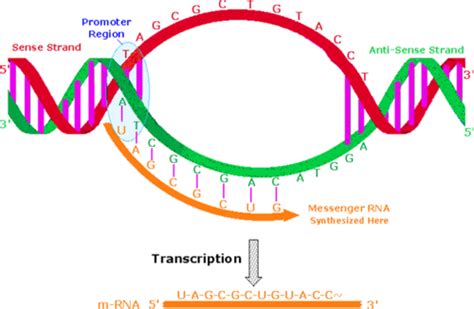 mod 6 mutation coding and non coding dna flashcards quizlet