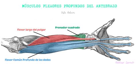 Músculos del compartimento anterior del antebrazo superficial