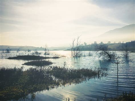 Free Images Landscape Sea Tree Nature Marsh Snow Winter Cloud