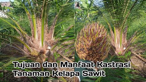 Tujuan Dan Manfaat Kastrasi Dalam Tanaman Kelapa Sawit Simak Prosedurnya