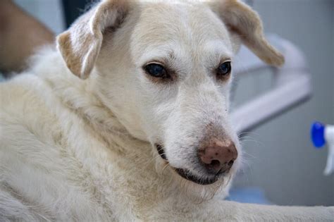 CÓMO CURAR LA TOS EN PERROS Remedios y Cuidados