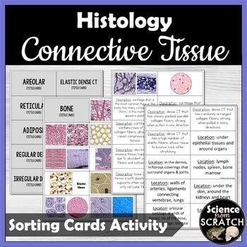 Connective Tissue Sorting Cards For Histology Unit By Science From Scratch