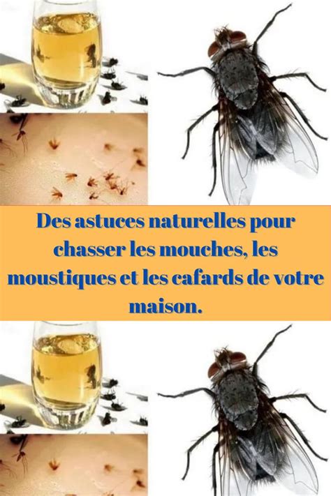 Des Astuces Naturelles Pour Chasser Les Mouches Les Moustiques Et Les