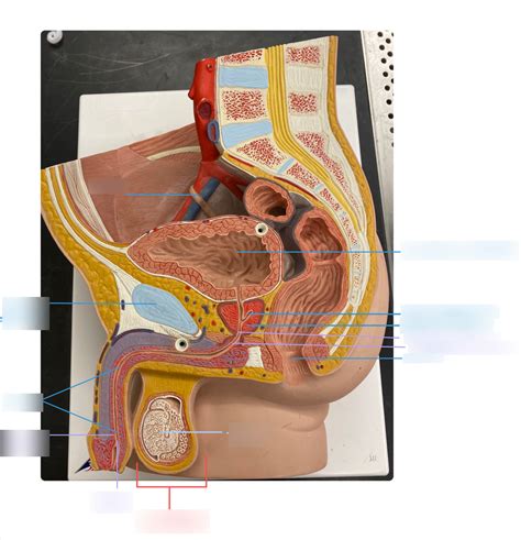 Male Repro Diagram Quizlet