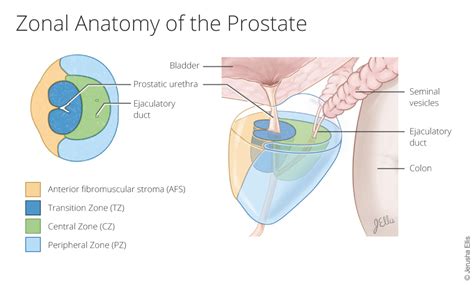 Zonal Anatomy Of The Prostate Jerusha Ellis Medical Illustration