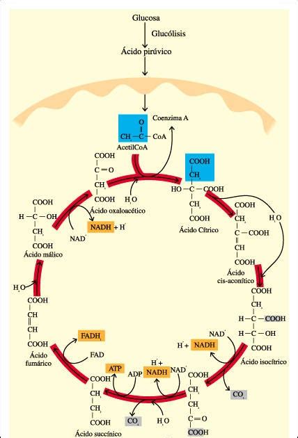 Bioquimica I CICLO DE KREBS