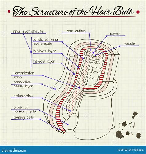 Estructura Del Cabello Humano Ilustración del Vector Ilustración de