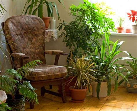 Purificateurs d air pour plantes d intérieur Quelles sont les