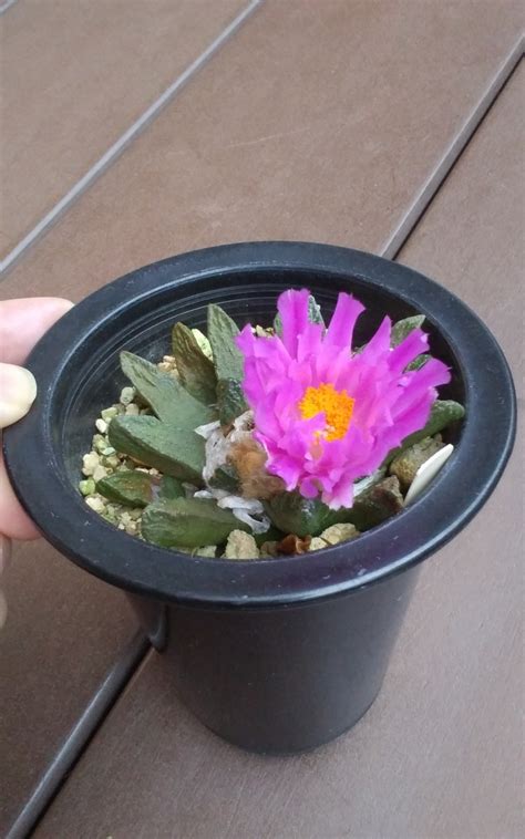 竜角牡丹 三ツ疣 花牡丹 うに博士の ゆらり サボテン研究室