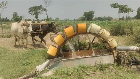 Traditional Irrigation Method Of Canal Water Lifting With Bulls