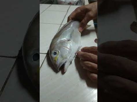 Anatomia Exterior Del Pez Cabezudo Caulolatilus Princeps YouTube