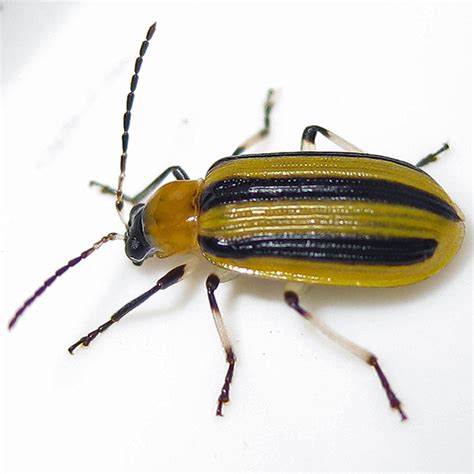 Striped Cucumber Beetle Acalymma Vittatum BugGuide Net