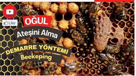 Arıcılık da Oğul Ateşi nasıl alınır Bölme Arı Kontrolü ve DEMARRE