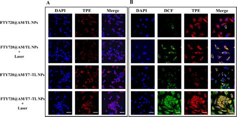 Intercellular Uptake And ROS Generation A CLSM Images Of HepG2 Cells