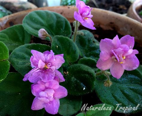10 Trucos Para El Cultivo De Las Violetas Africanas