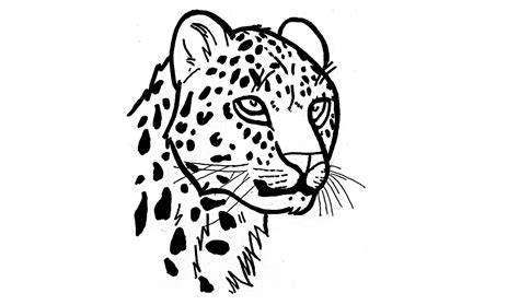 Onça para Colorir e Imprimir Muito Fácil Colorir e Pintar
