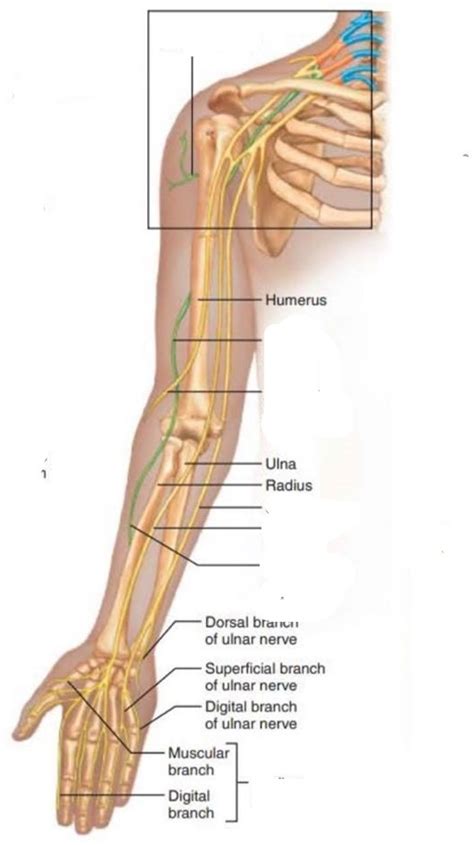 Upper Limb Nerves Diagram Quizlet