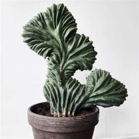 MYRTILLOCACTUS GEOMETRIZANS CRISTATA Complete Care Guide Lya