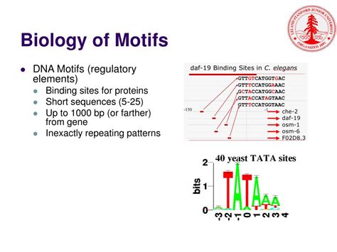 ppt regulatory motif finding ii powerpoint presentation free download id 1322292