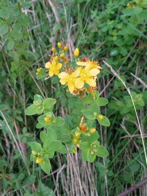 Prikbladet Perikon Hypericum Perforatum Naturbasen
