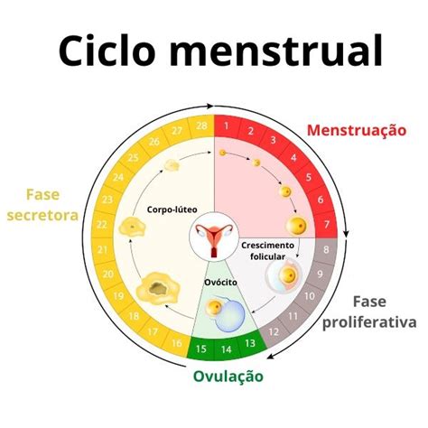 Ciclo menstrual o que é fases período fértil Biologia Net