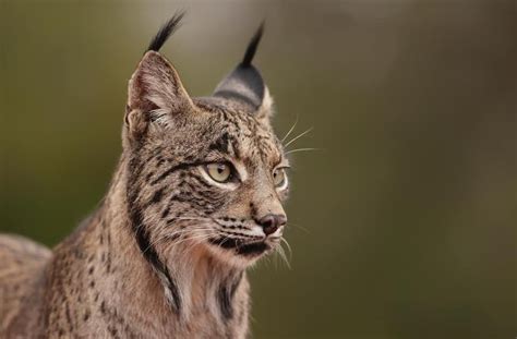 Lince Ibérico Lynx pardinus S O S Fantásticas fotos 10 do lince