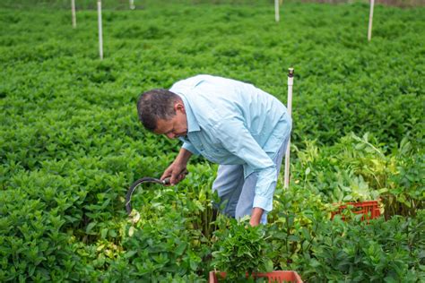Agricultura Sustent Vel Tend Ncias E Inova Es No Cultivo De Alimentos