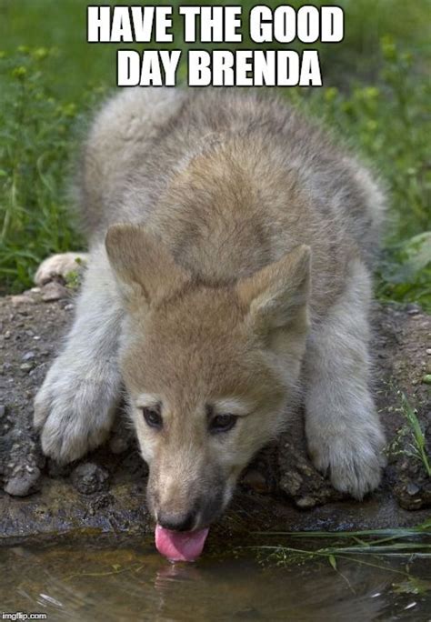 Wolves Meme Template