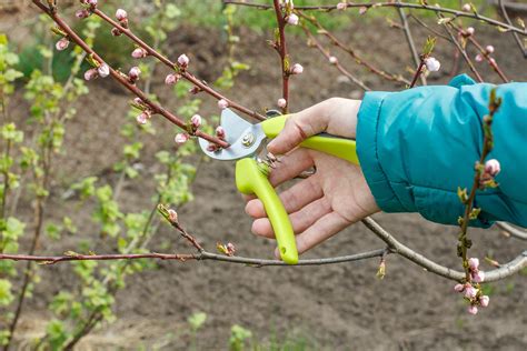 Comment Tailler Vos Fruitiers
