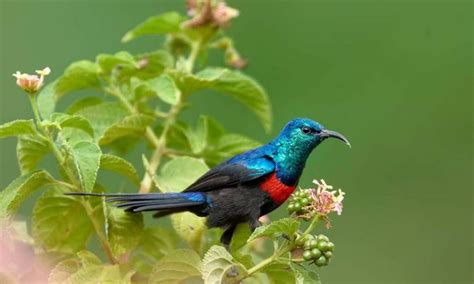 Birding In Rwanda Safaris Rwanda Safari