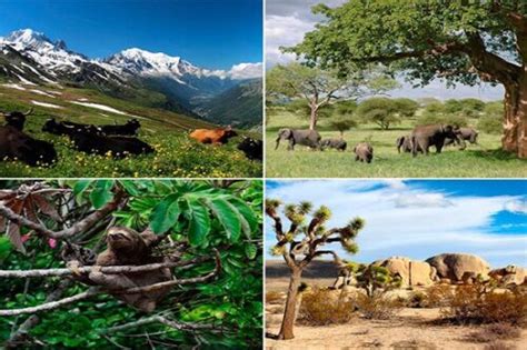 Descubre los principales ecosistemas de México y sus características