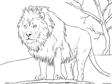 Coloriage Male African Lion Dessin Lion Imprimer The Best Porn Website