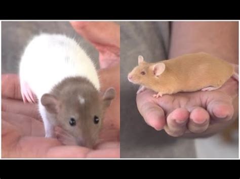 RATAS Las diferencias entre rata y ratón Las conoces YouTube